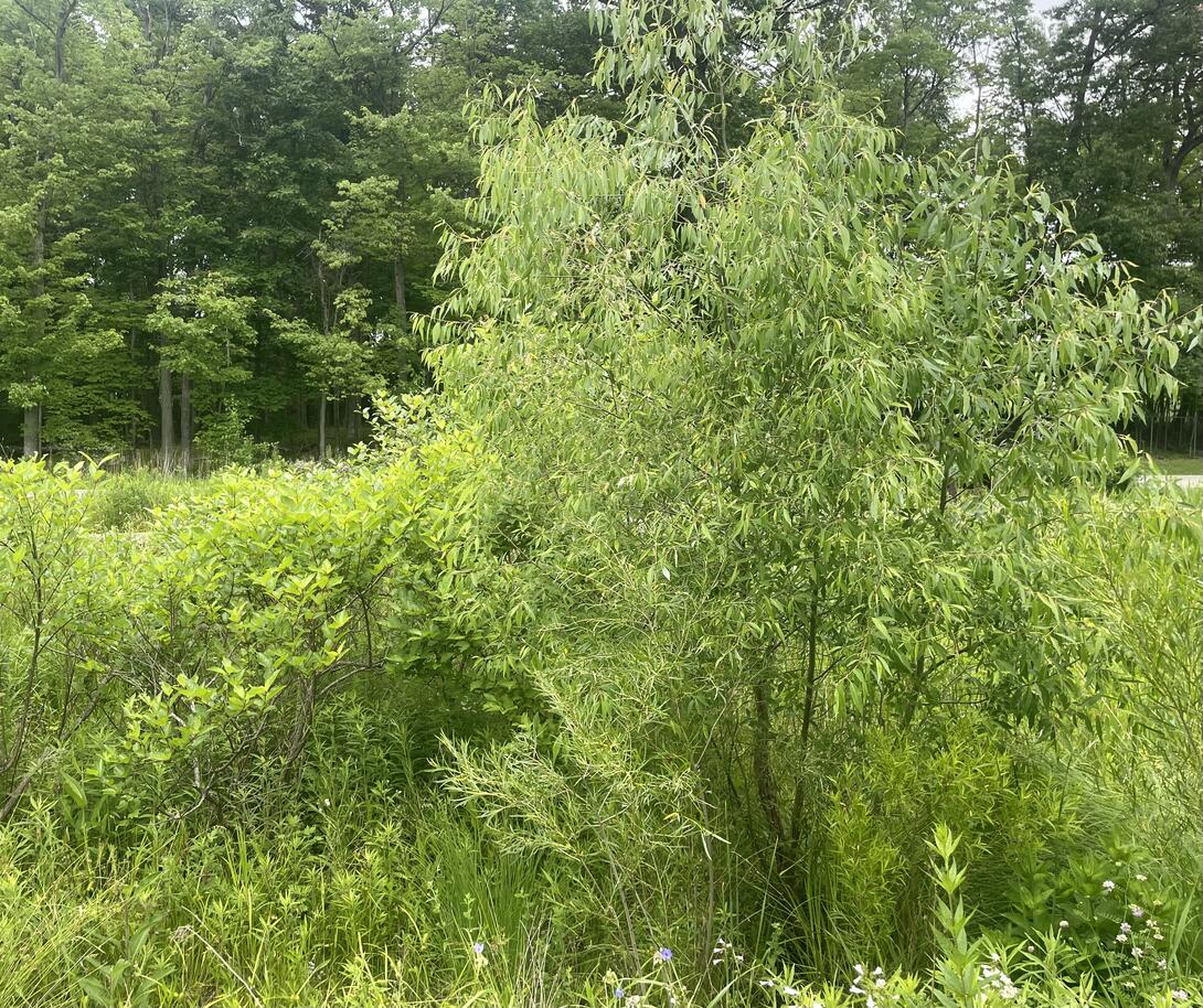 Peachleaf Willow | CMP Tree Selection Tool